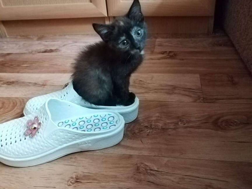 Кошка