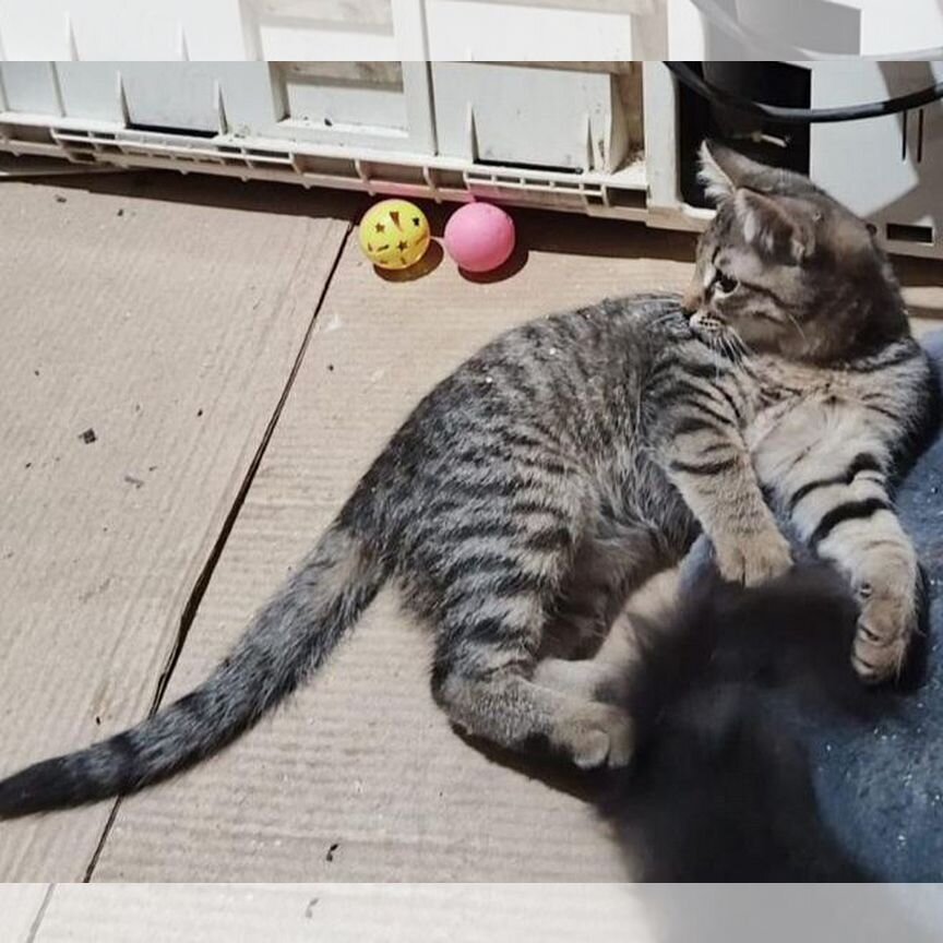 Котёнок в добрые руки