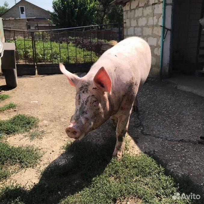 Продам хряка