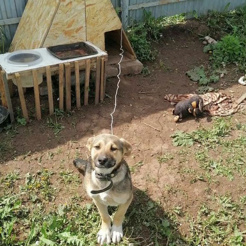 Щенок в добрые руки