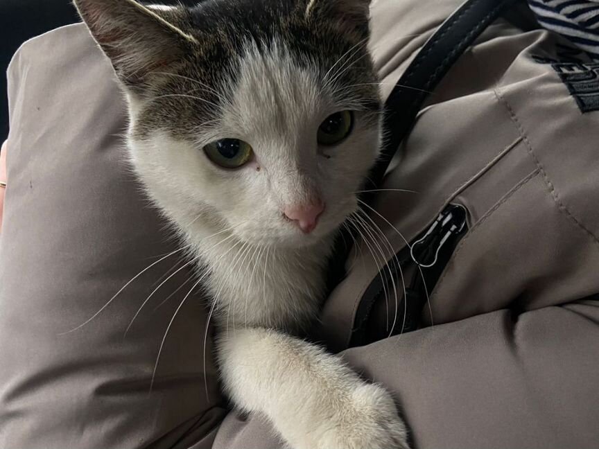 Кот обояшка Бесплатно