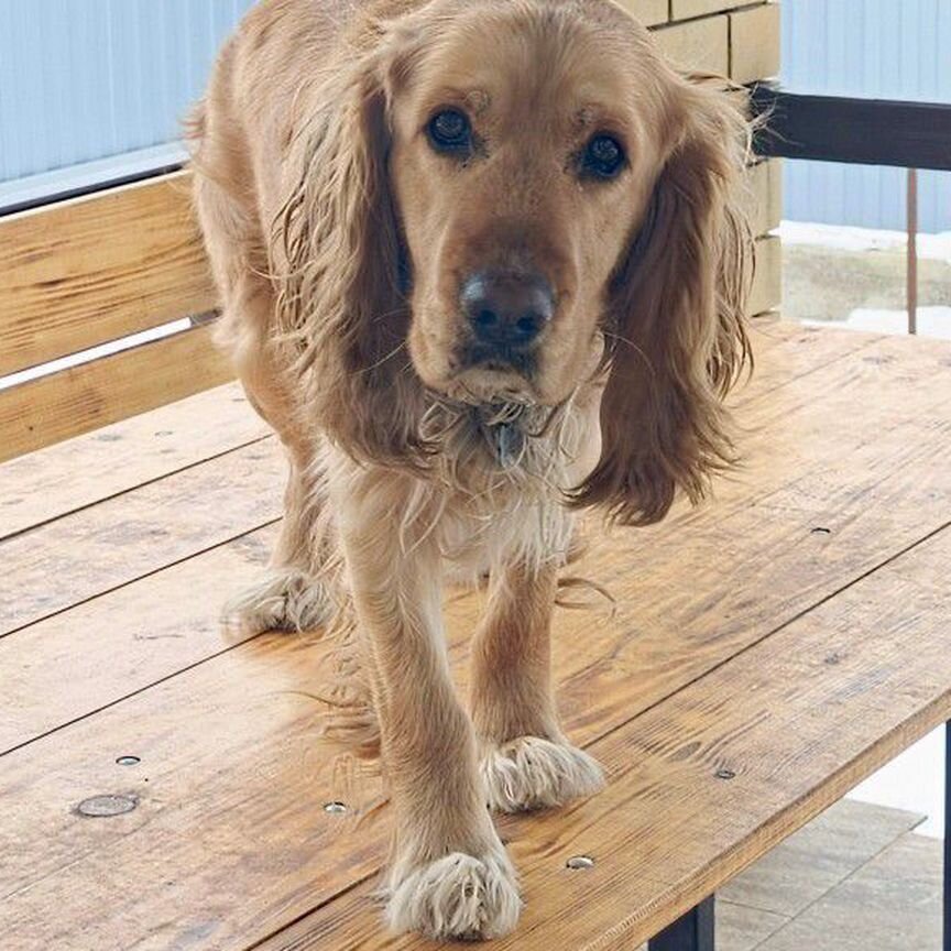 Случка собак спаниель