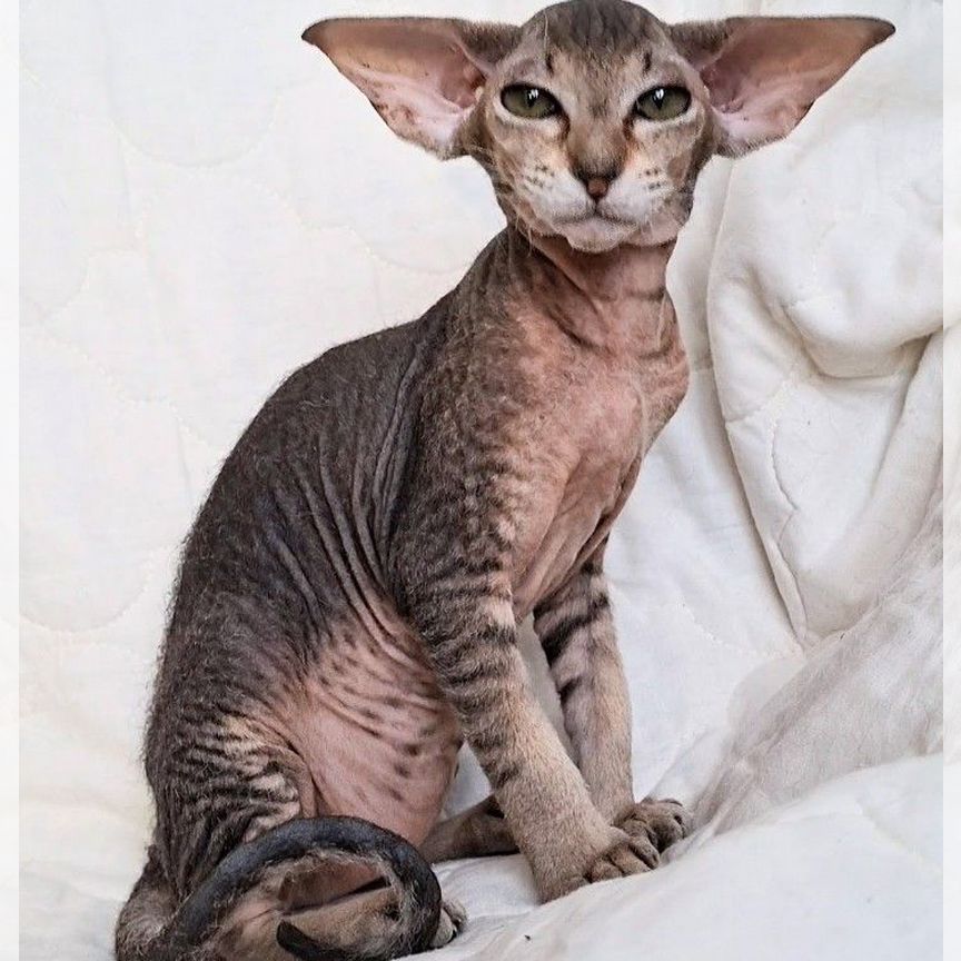 Петерболд котёнок