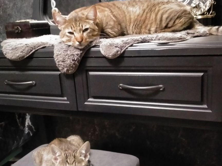 Огромные и добрые кошки