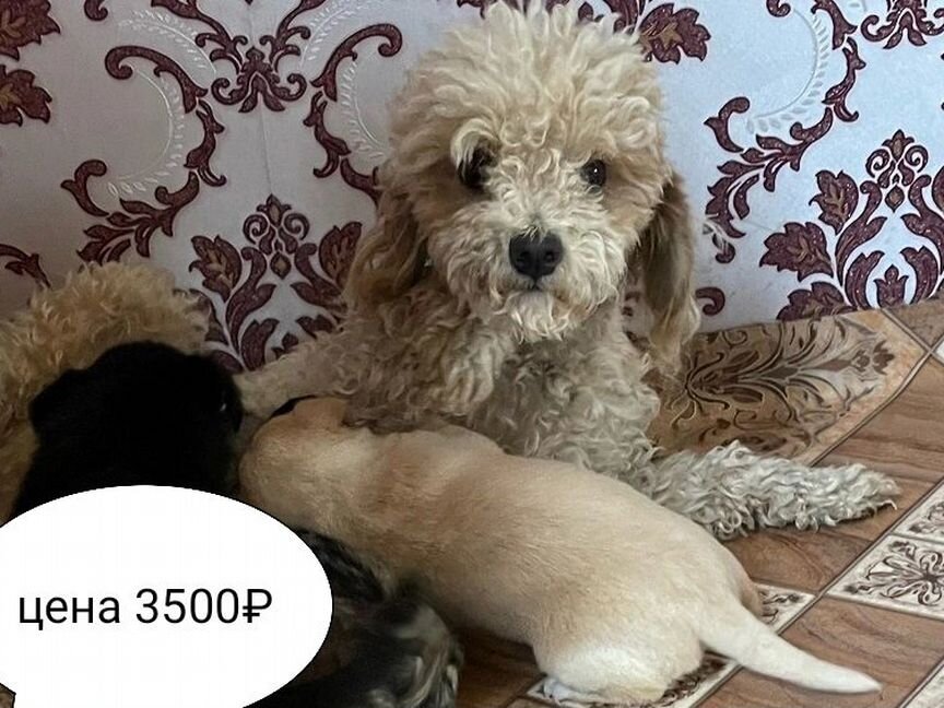 Маленькие комнатные собачки, щенки