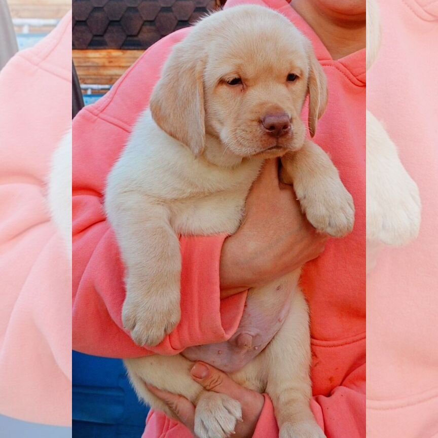 Лабрадор-ретривер, щенок