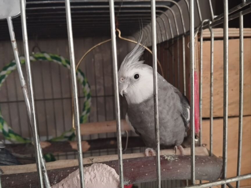 Отдам бесплатно пару карелл