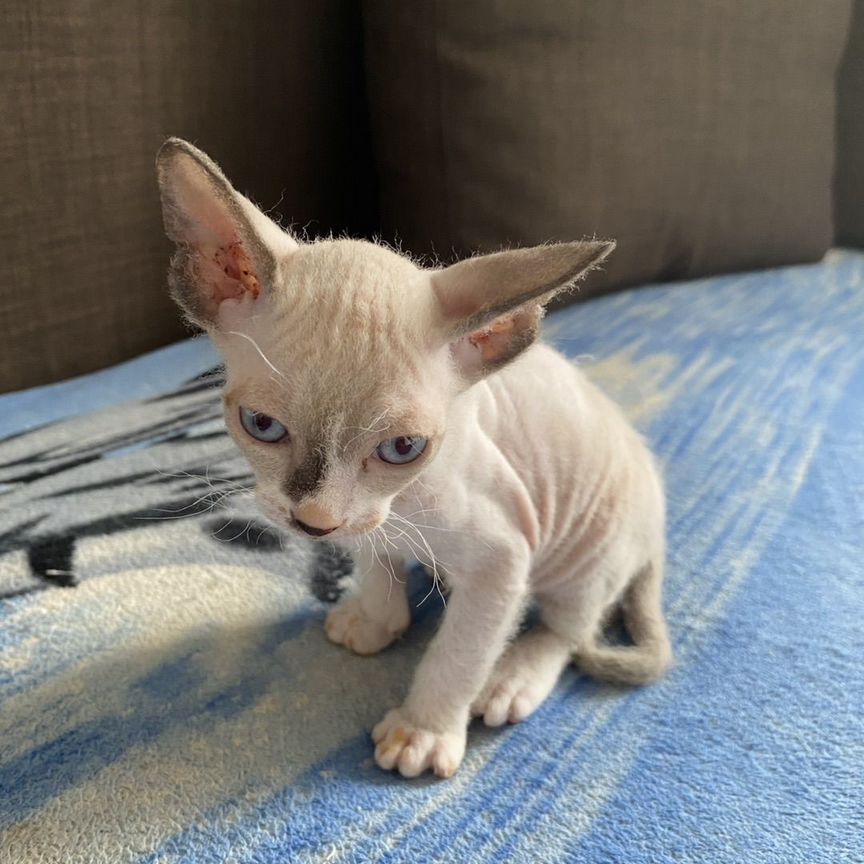 Котята сфинкс браш