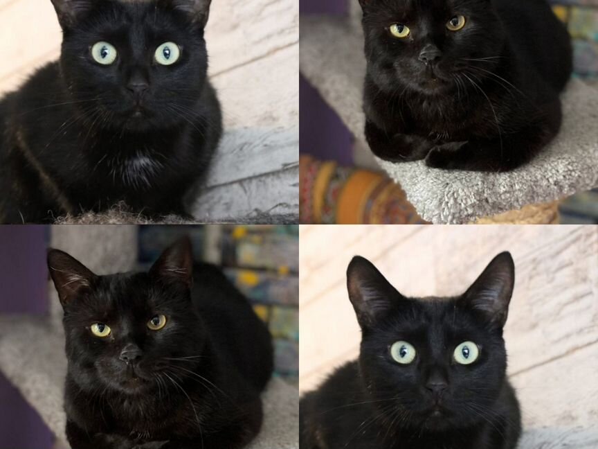 Бэтмен и бэтвумэн ищут дом чёрная кошки бесплатно