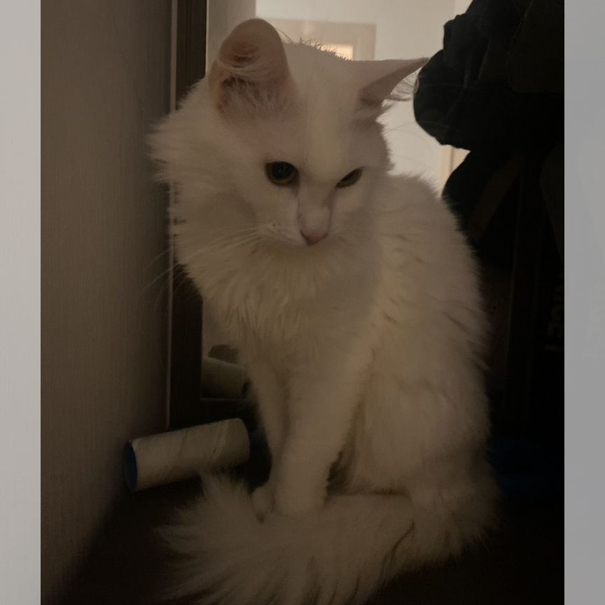 Кот турецкая ангора