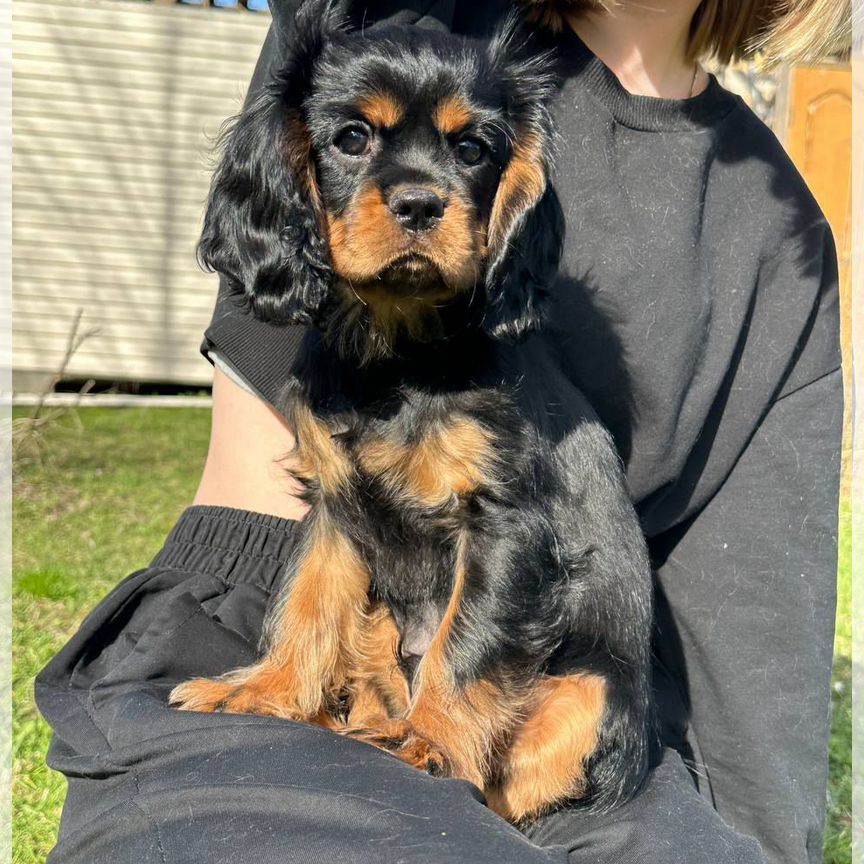 Кавалер кинг-чарльз-спаниель, щенок