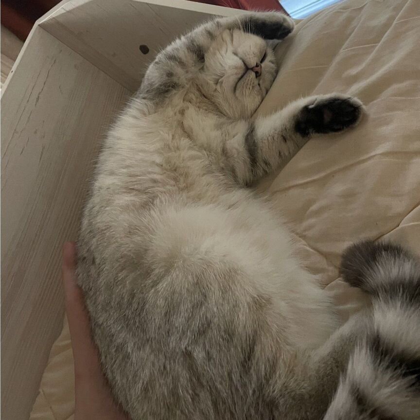 Шотландский вислоухий длинношёрстный, взрослый кот