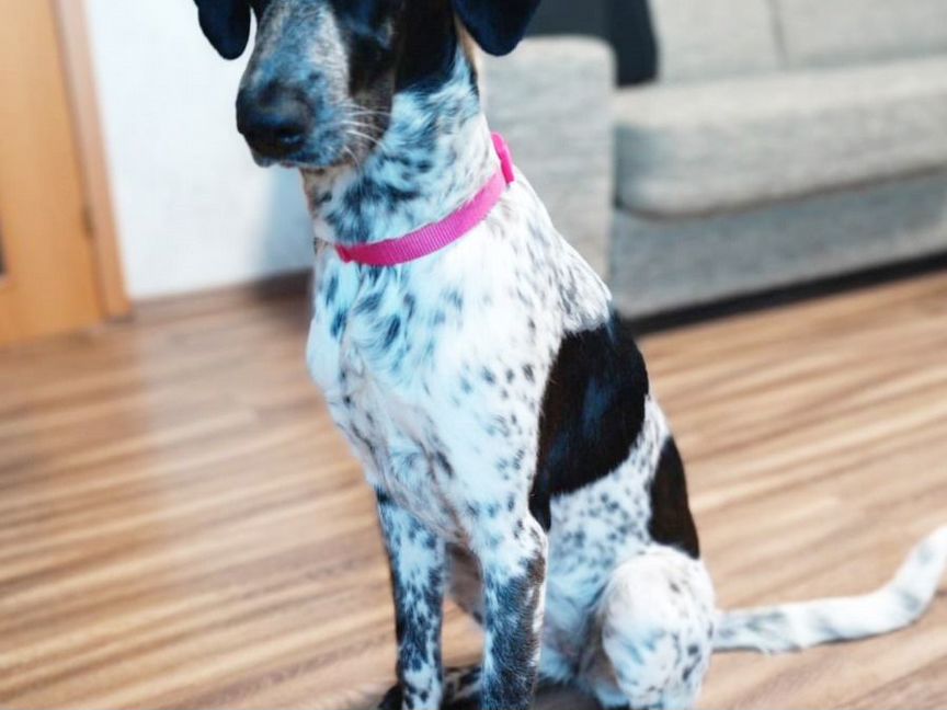 Ищет дом шикарный щенок Эмми