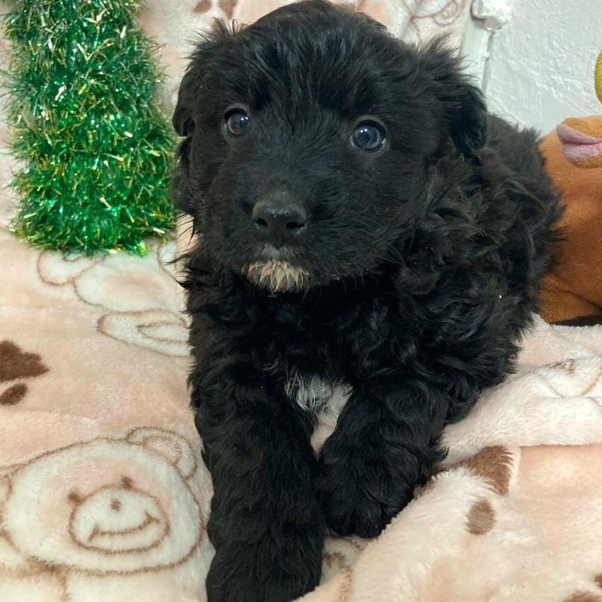 Кудряшка Сью для вас