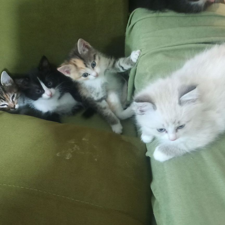 Котята в добрые руки бесплатно