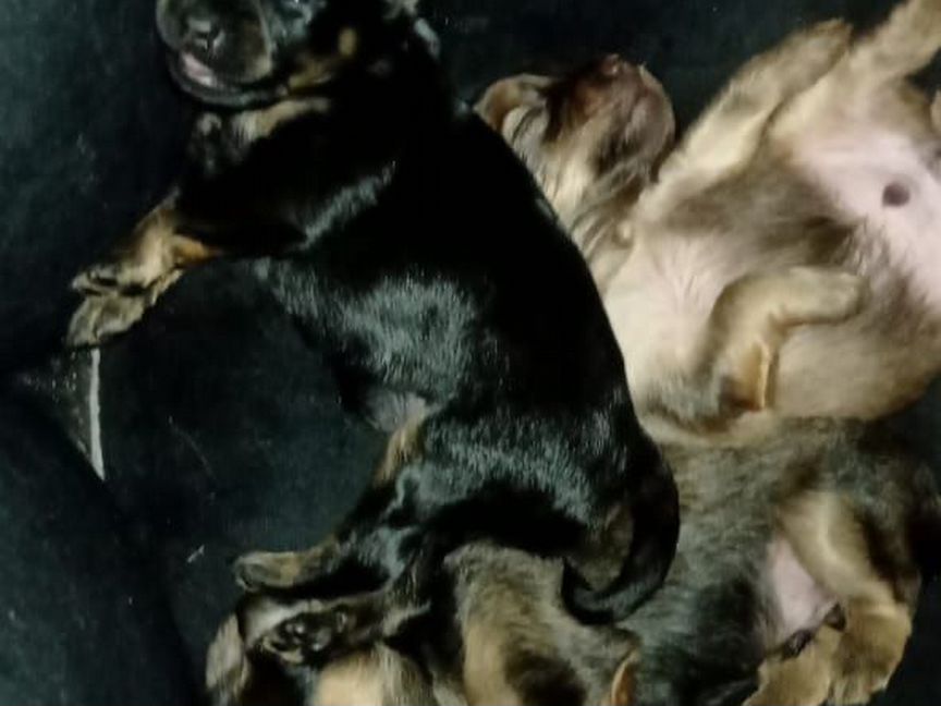 Щенки той терьра