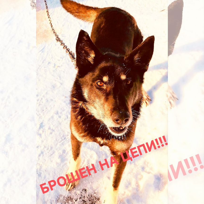 Взрослый пёс в добрые руки