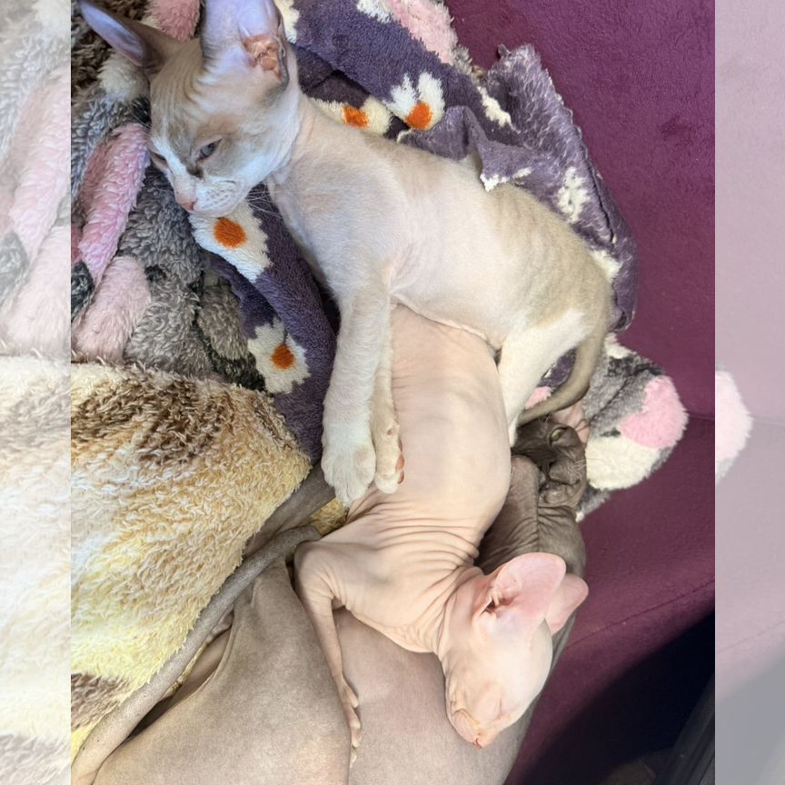 Донской сфинкс котёнок