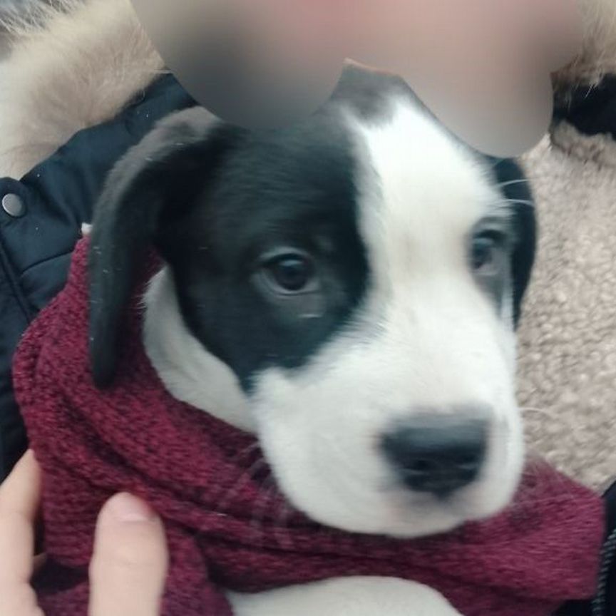 Американский булли, щенок