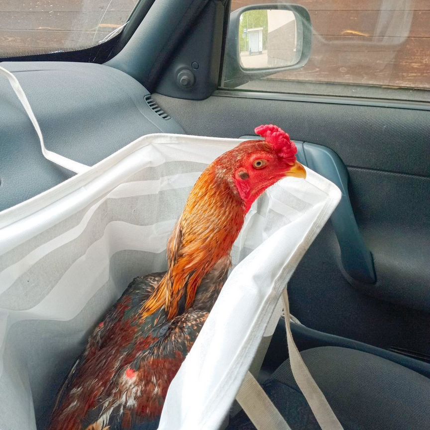 Петушок шамо турк