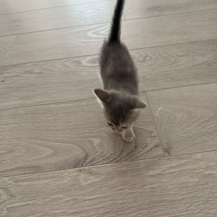 Котята девочки 1 месяц