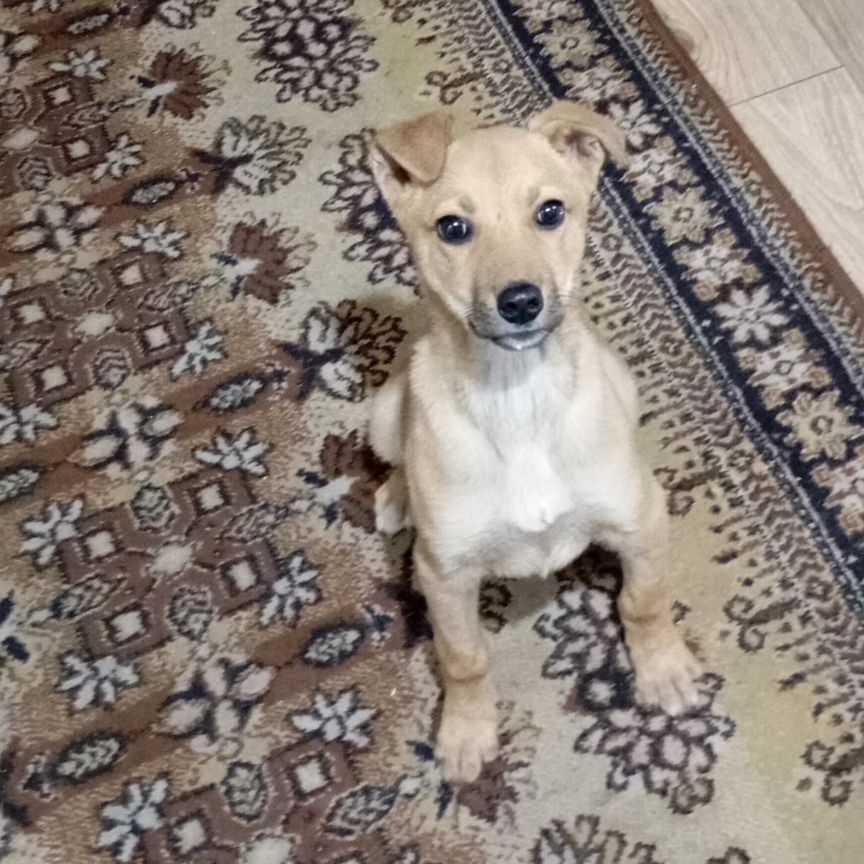 Щенок в добрые руки