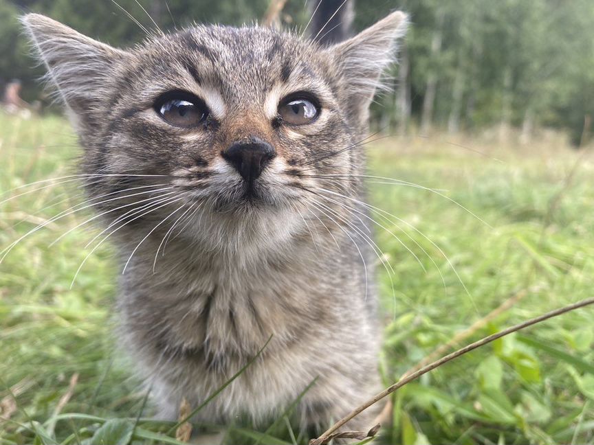 Малышка Стеша