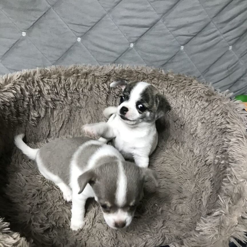 Щенки чихуахуа мальчик и девочка