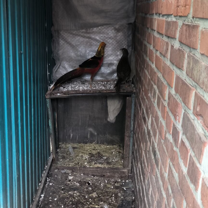 Продаю фазаны пара