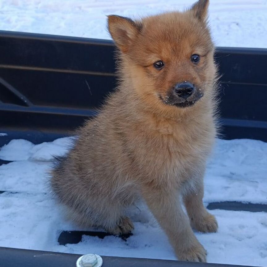 Карело финская лайка