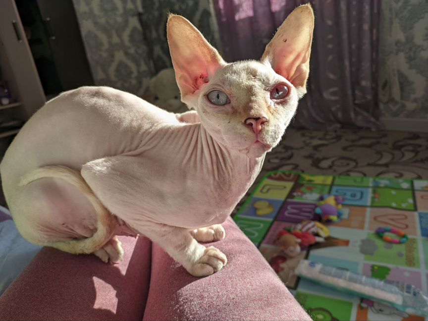 Канадский сфинкс