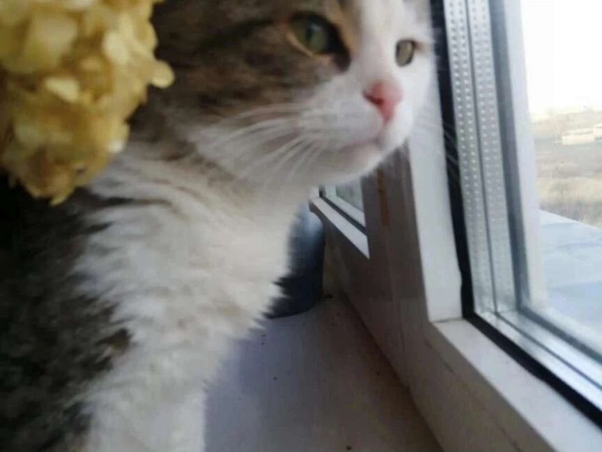 Кошка