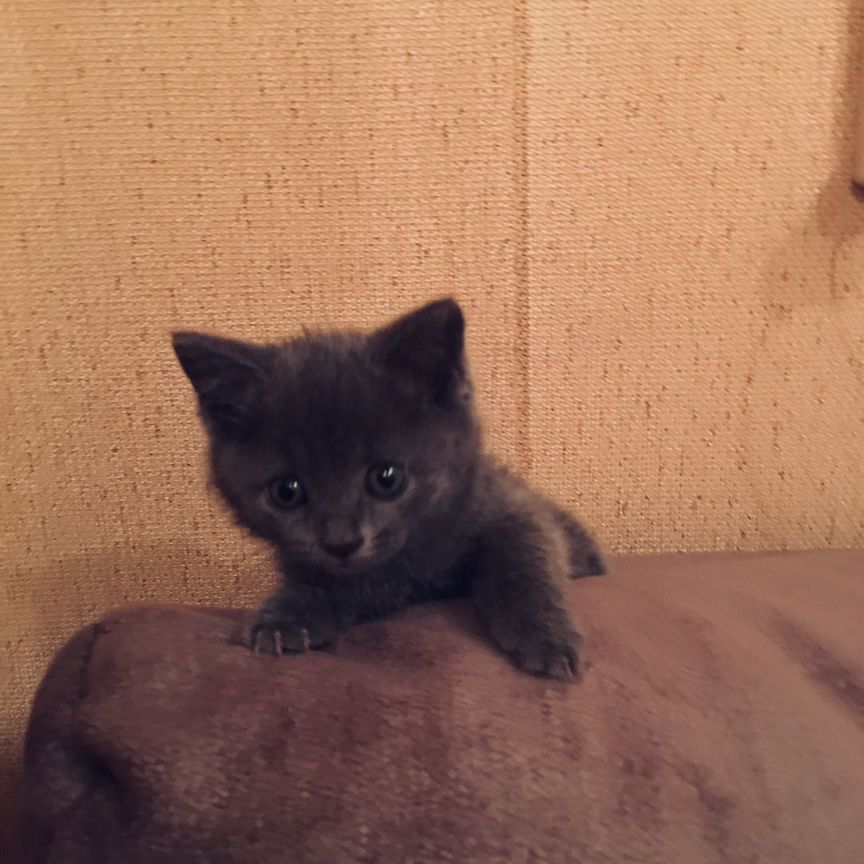 Отдам бесплатно котика, шотландца. К лотку приучен
