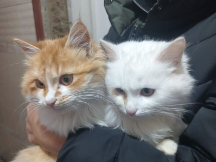 Персидские котята