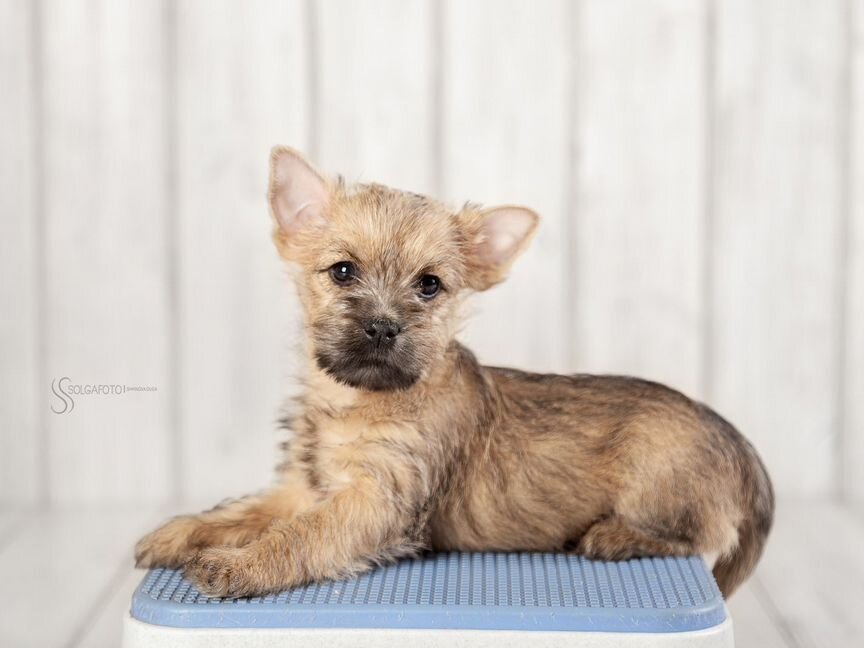 Пшеничная девочка