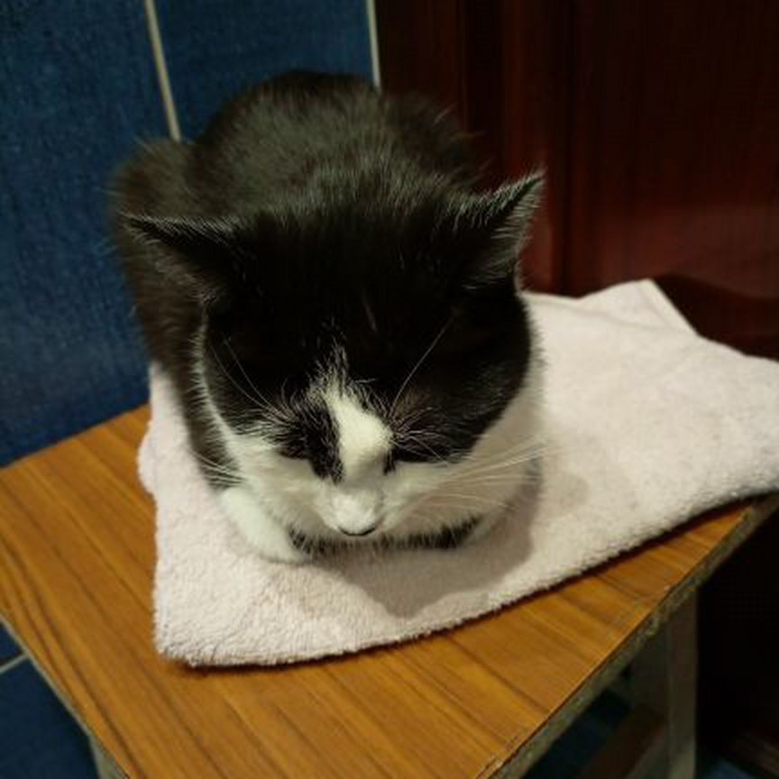 Кошка (1 год) в добрые руки