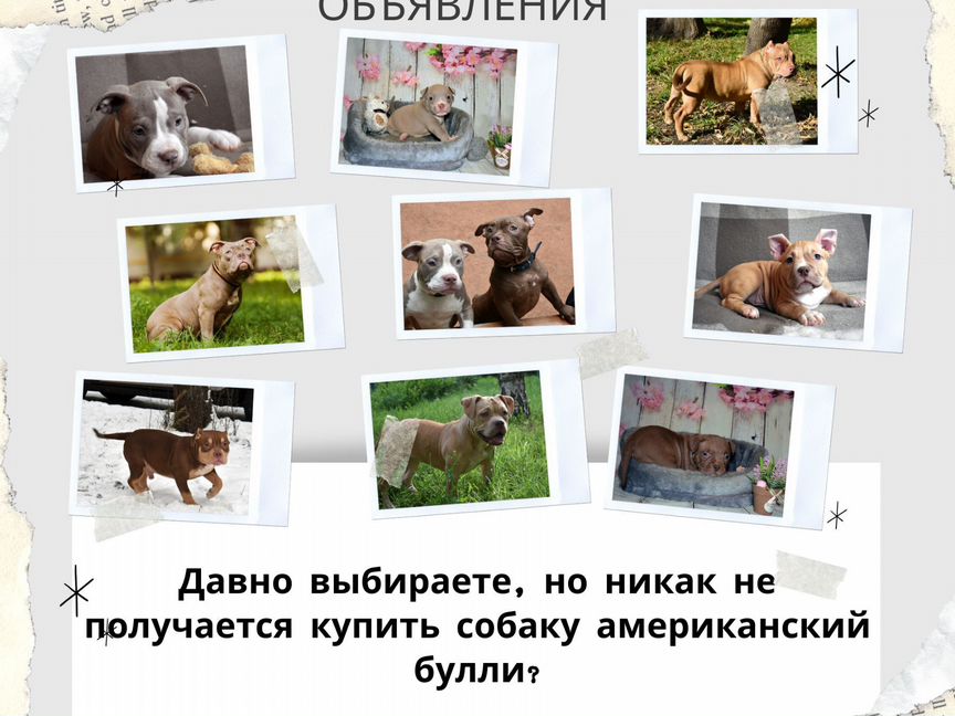 Девочка американский булли