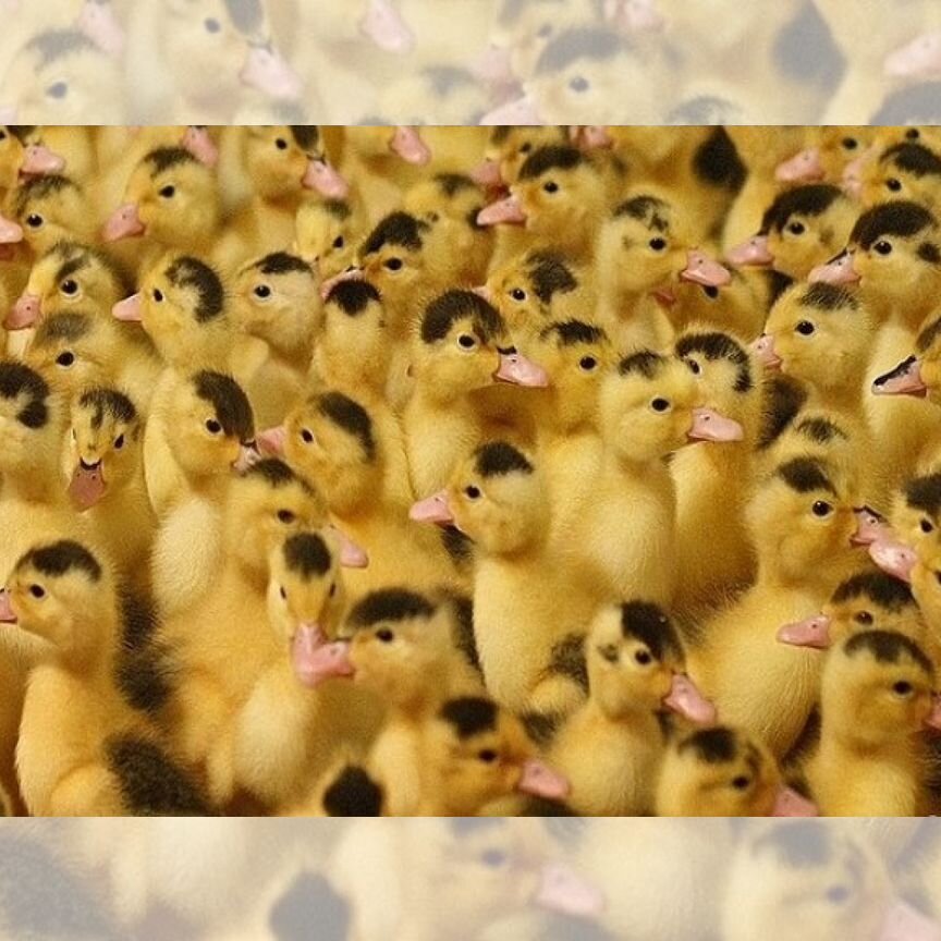 Утята Муларды