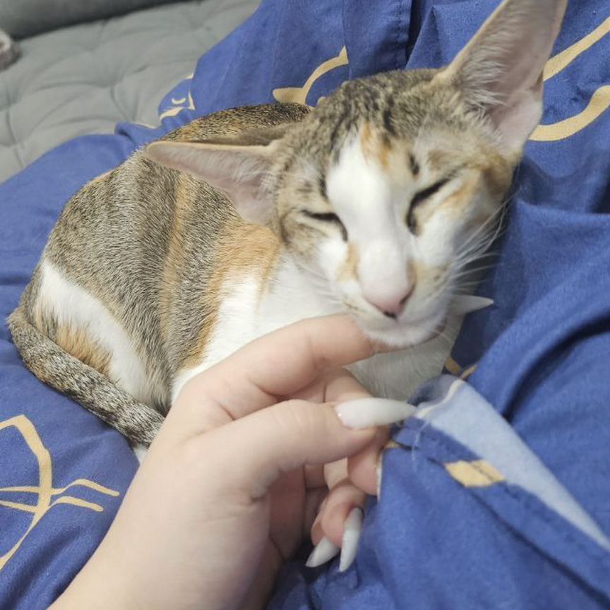 Ориентальные котята