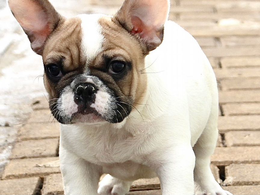 Фоанцузские Бульдоги всех окрасов