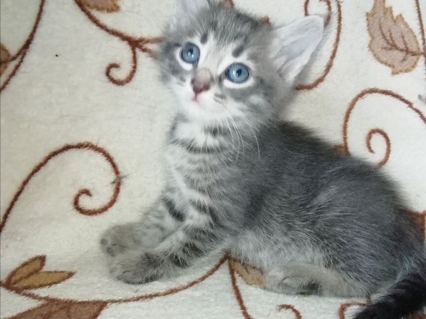 Малыш Лаврик, 1 мес. В добрые руки