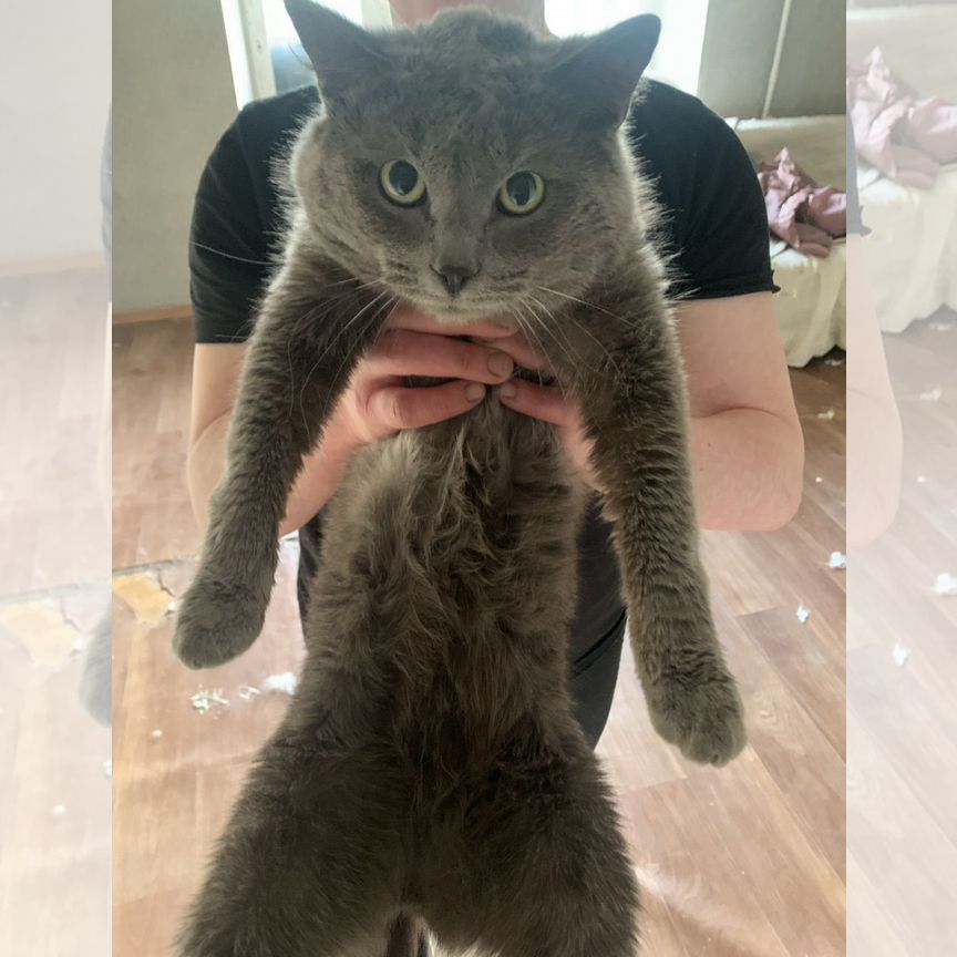 Взрослый кот в добрые руки