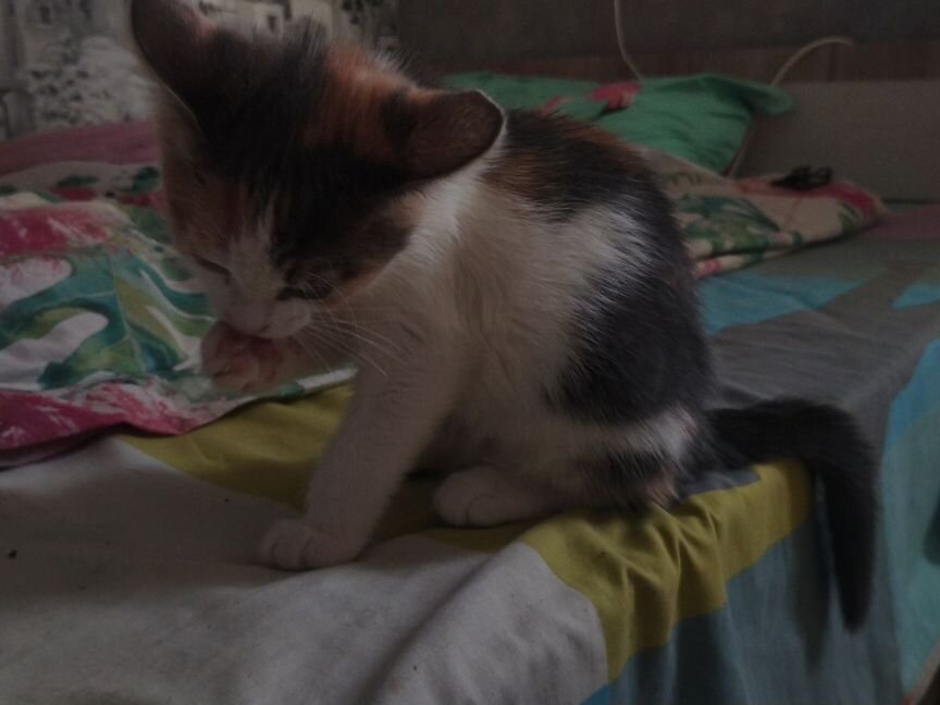 Кошка кот котенок котята котята-невдуплята