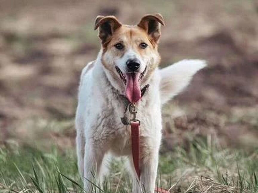 Собака Шериф в добрые руки, в дар