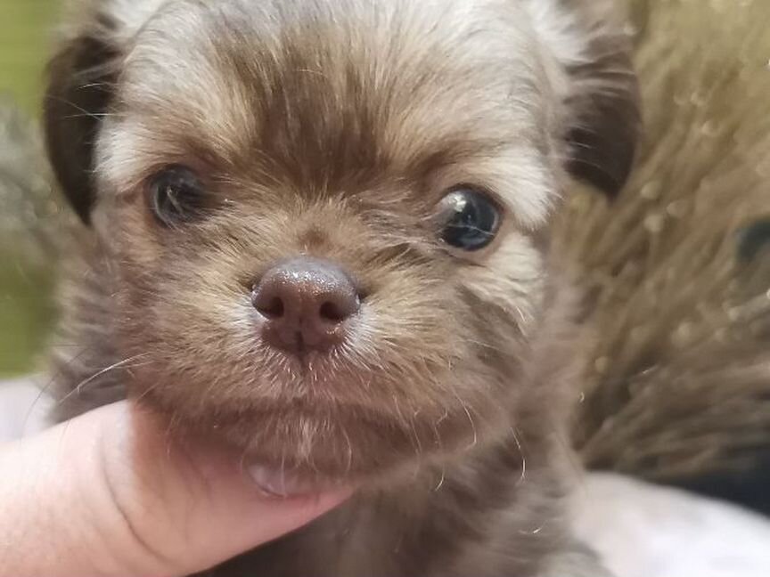 Щенки чихуахуа