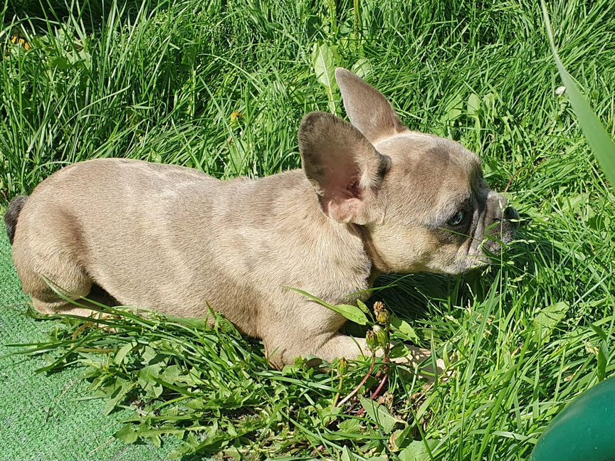 Французские бульдоги все окрасы