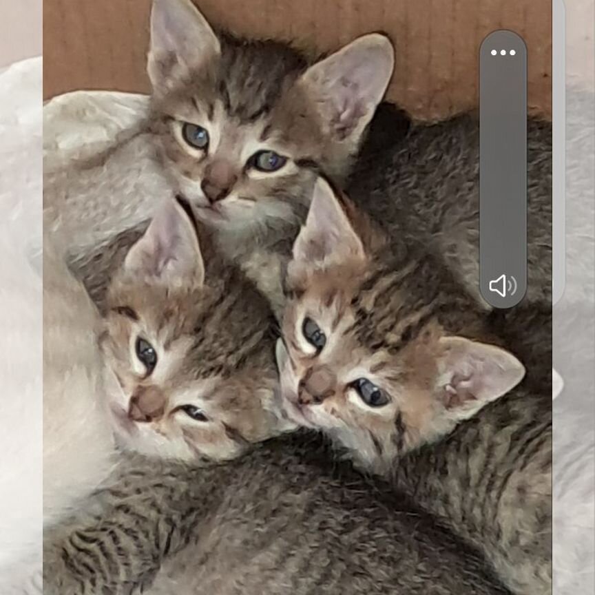 Домашние животные котята бесплатно