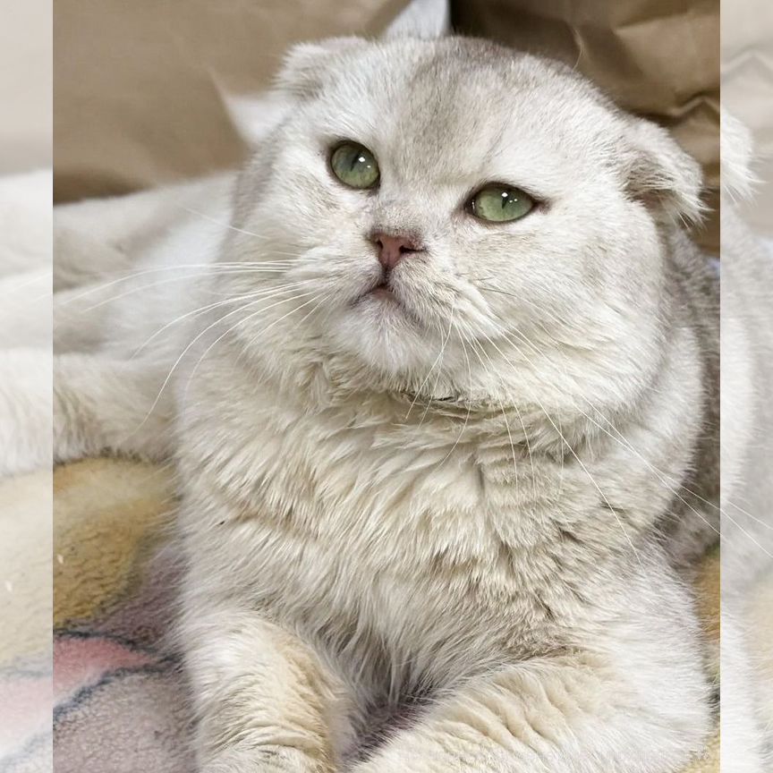 Шотландский вислоухий короткошёрстный, взрослый кот