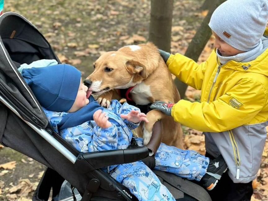 Шанти домой