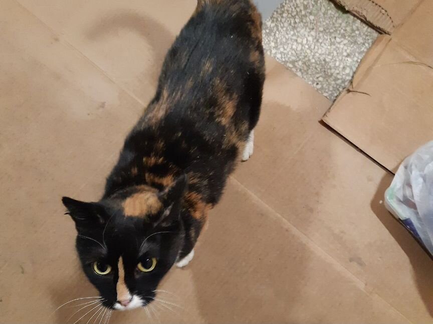 Кошка в подьезде